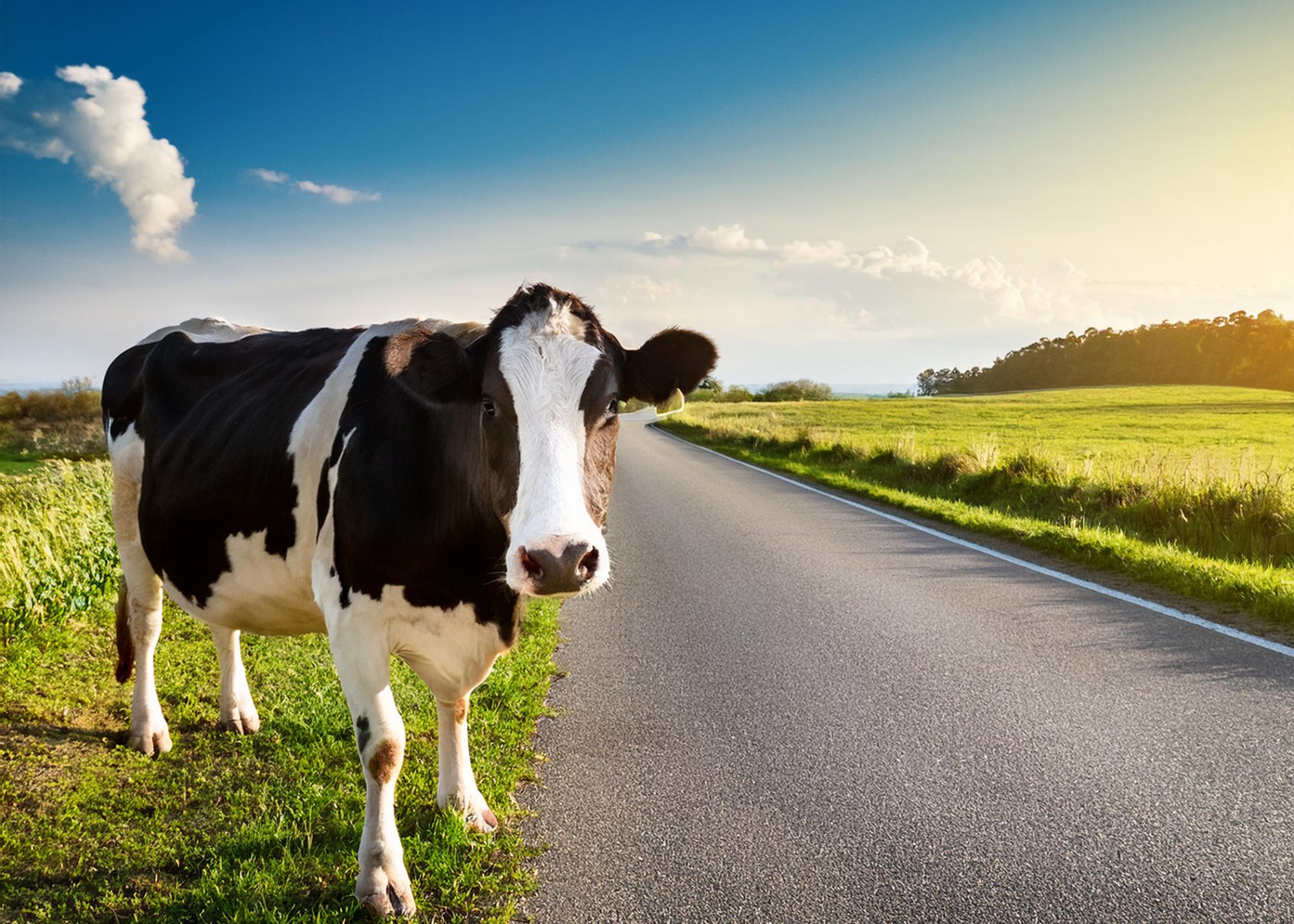 A History of California’s Dairy Industry – The PAW